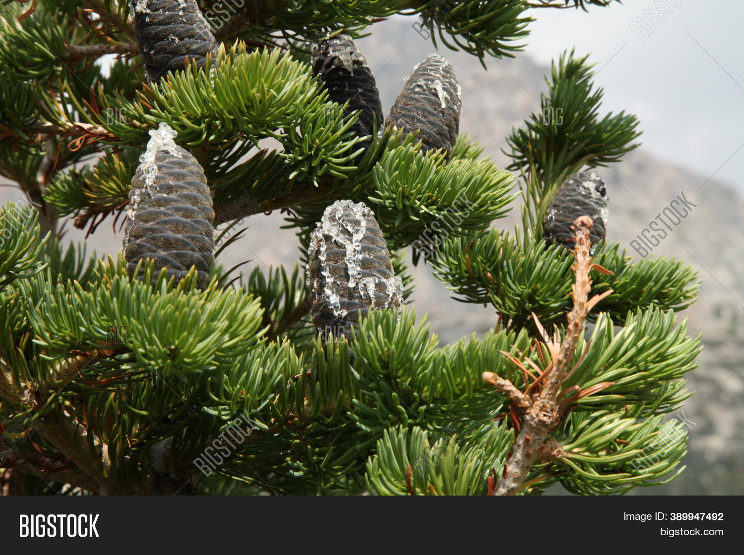 Subalpine Fir (abies Image & Photo (Free Trial) | Bigstock