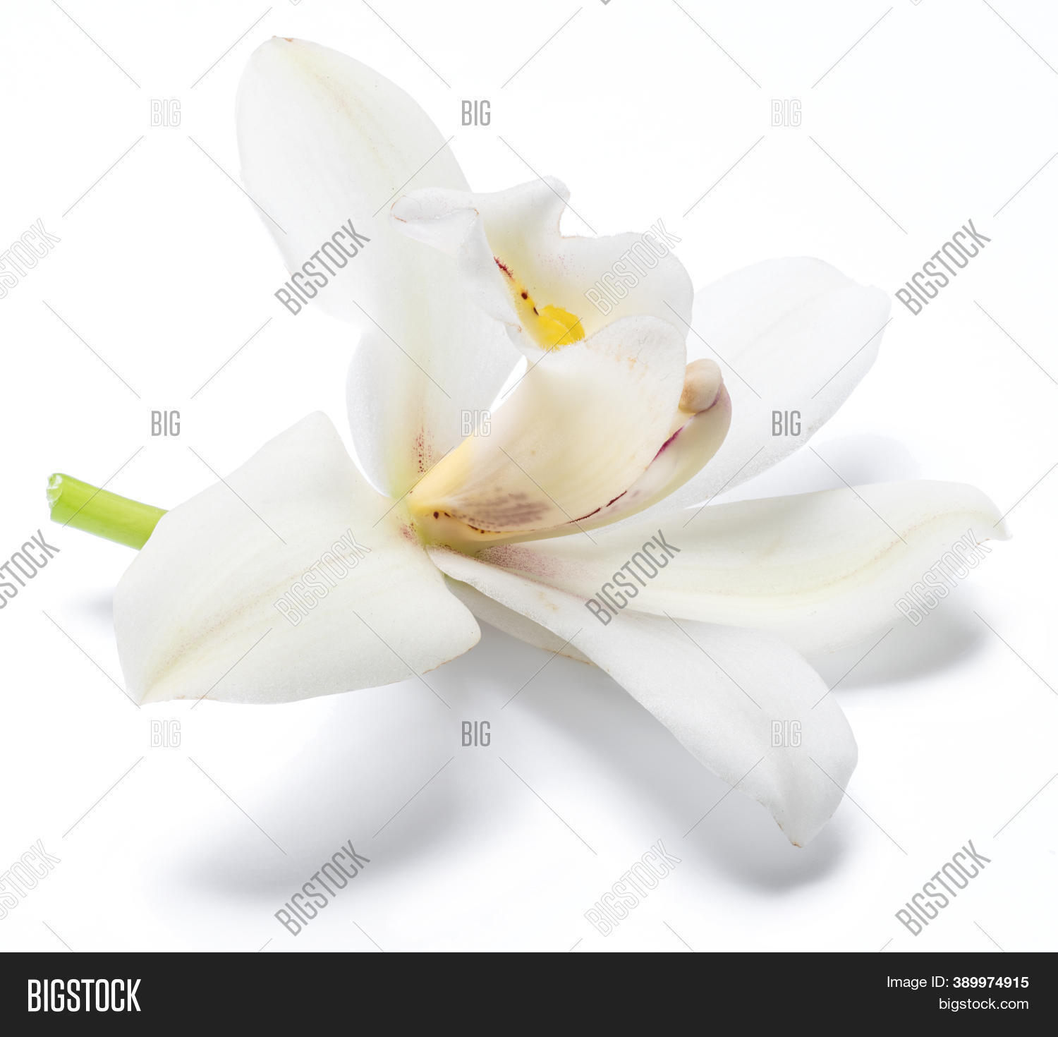 Vanilla Orchid Vanilla Image & Photo (Free Trial) | Bigstock