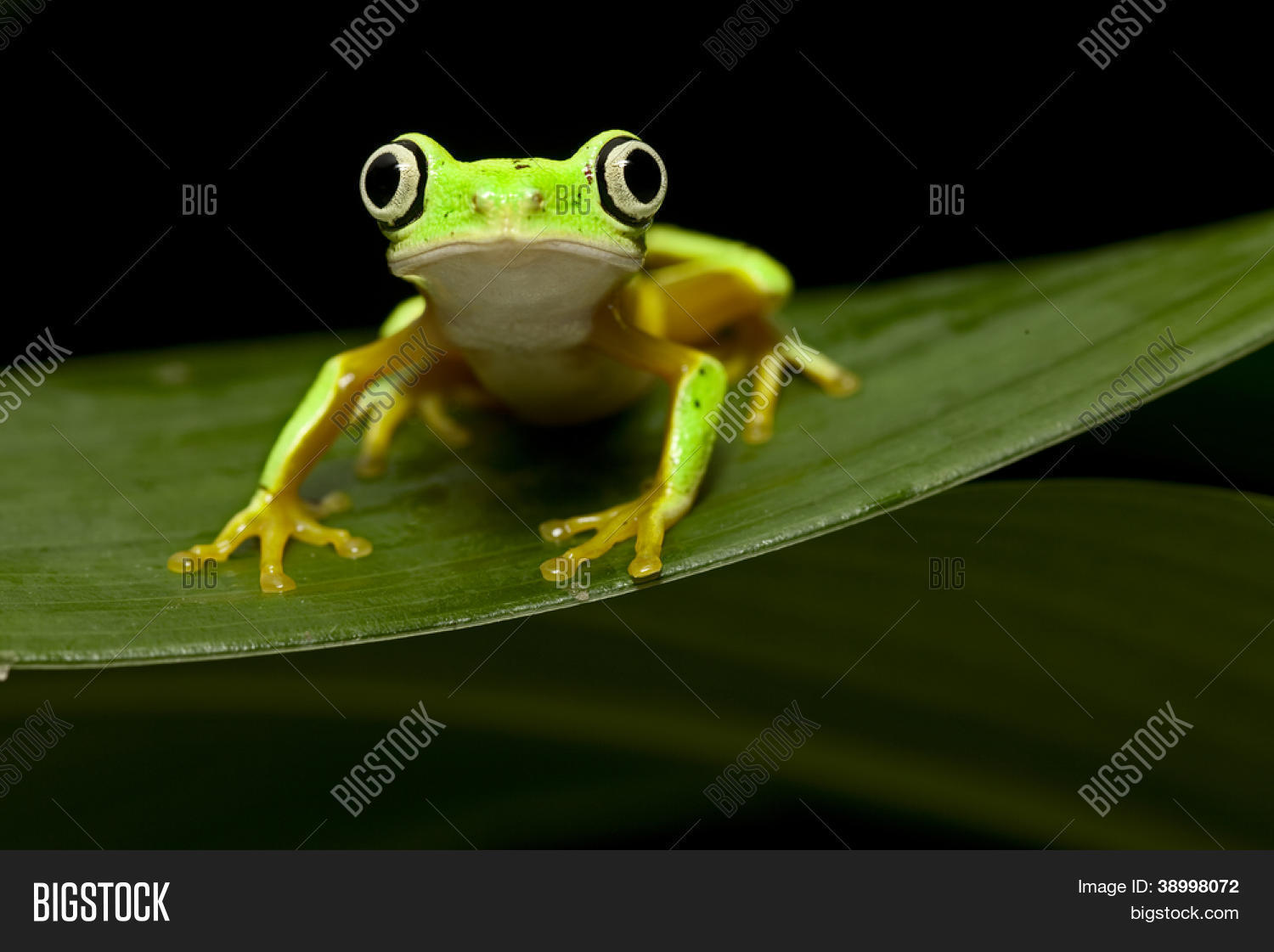 Yellow Tree Frog Night Image & Photo (Free Trial) | Bigstock