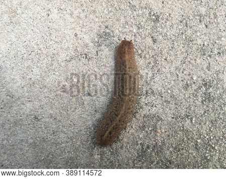 Close Small Slug On Image & Photo (Free Trial) | Bigstock