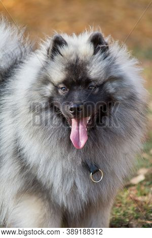 Portrait Wolfspitz Image & Photo (Free Trial) | Bigstock