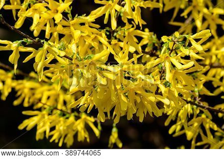 Large Bush Yellow Image & Photo (Free Trial) | Bigstock
