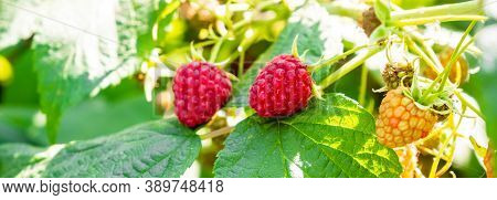 Raspberry Plantation. Image & Photo (Free Trial) | Bigstock