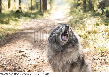 Smiling Keeshond Sits Image & Photo (Free Trial) | Bigstock