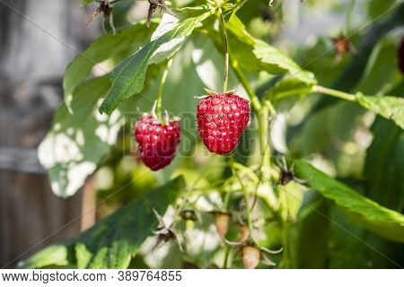 Raspberry Plantation. Image & Photo (Free Trial) | Bigstock