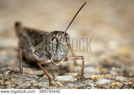Detailed Locust Close Image & Photo (Free Trial) | Bigstock