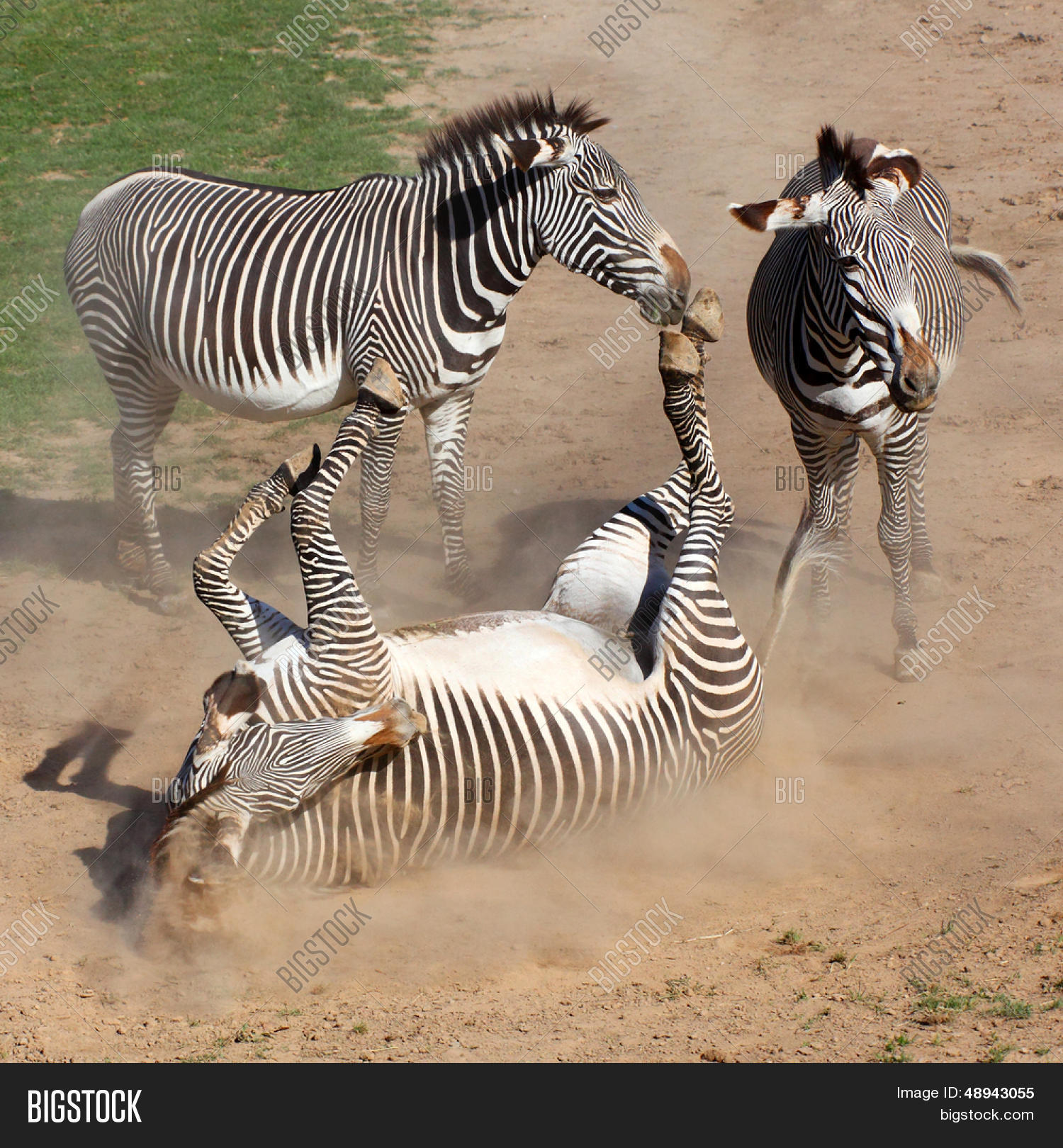 Picture Zebra Rolling Image & Photo (Free Trial) | Bigstock