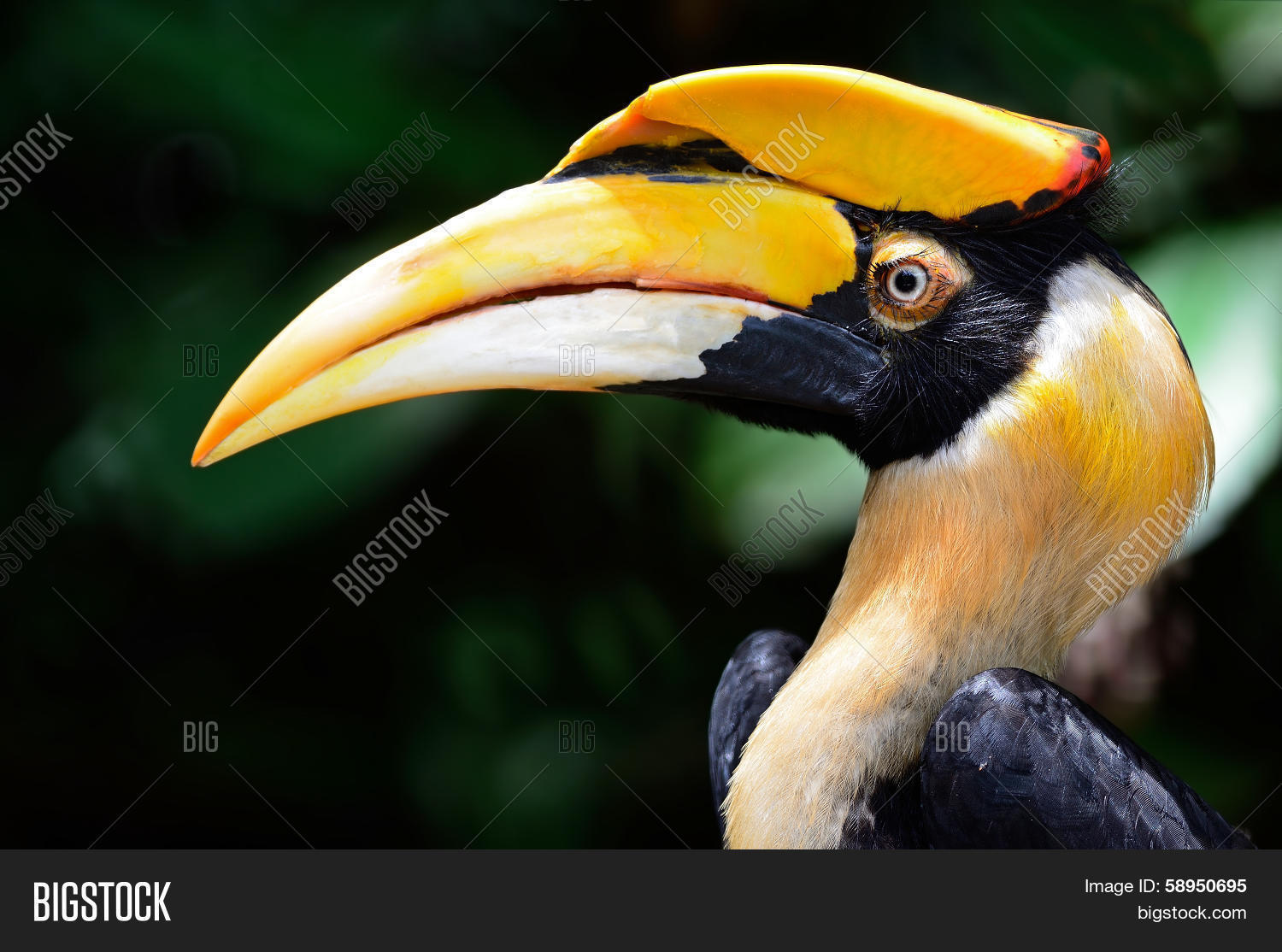 Great Hornbill Image & Photo (Free Trial) | Bigstock