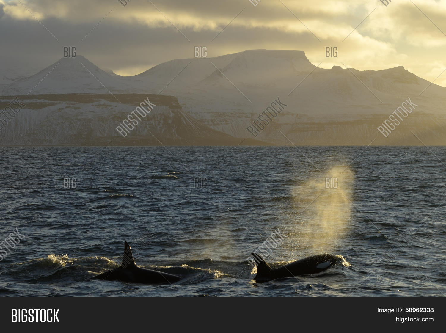 Orca's Sunset Image & Photo (Free Trial) | Bigstock