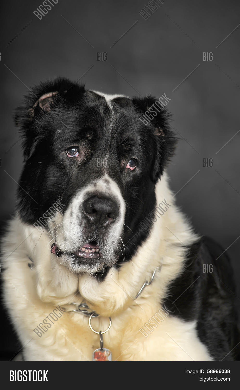 Asian Shepherd Dog Image & Photo (Free Trial) | Bigstock