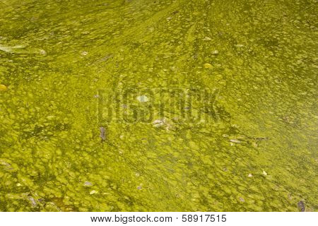 Unsanitary Surface Image & Photo (Free Trial) | Bigstock