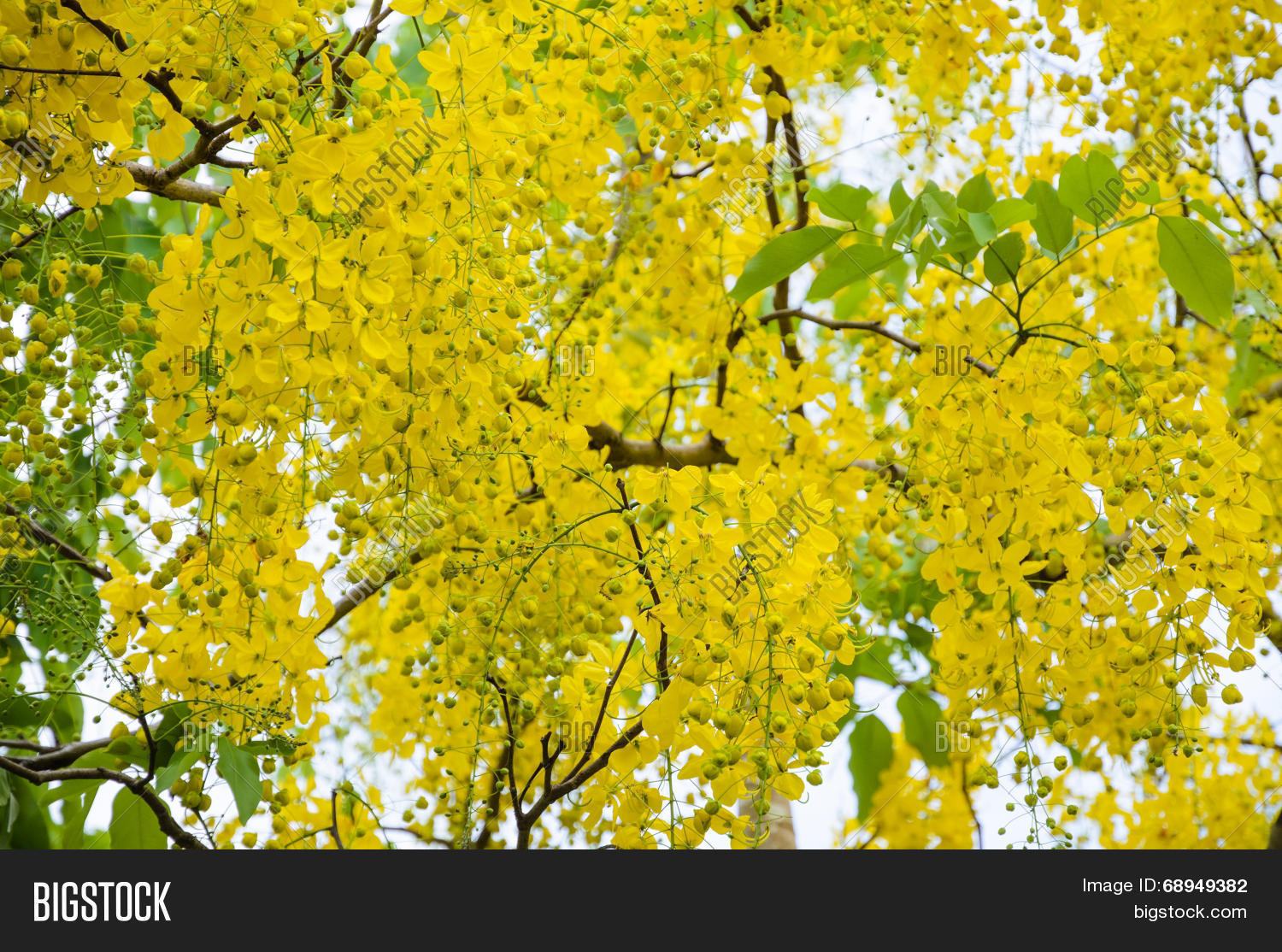 Yellow Flowers On Tree Image & Photo (Free Trial) | Bigstock