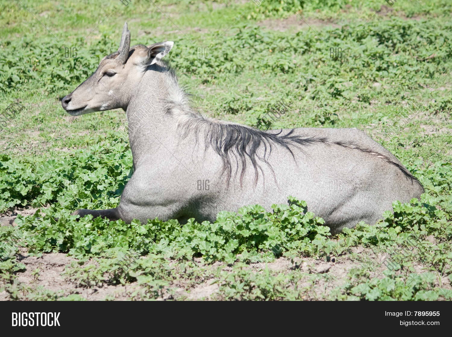 Antelope Nilgai ( Image & Photo (Free Trial) | Bigstock
