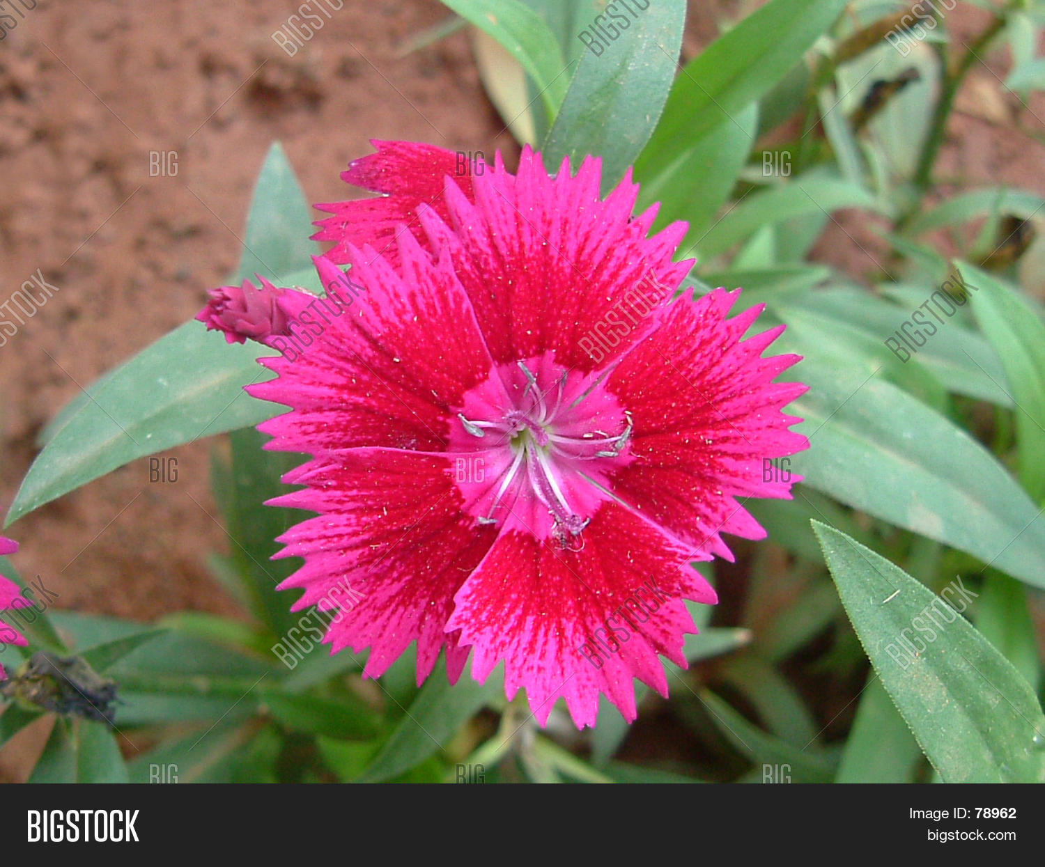 Pink Spiky Flower Image & Photo (Free Trial) | Bigstock