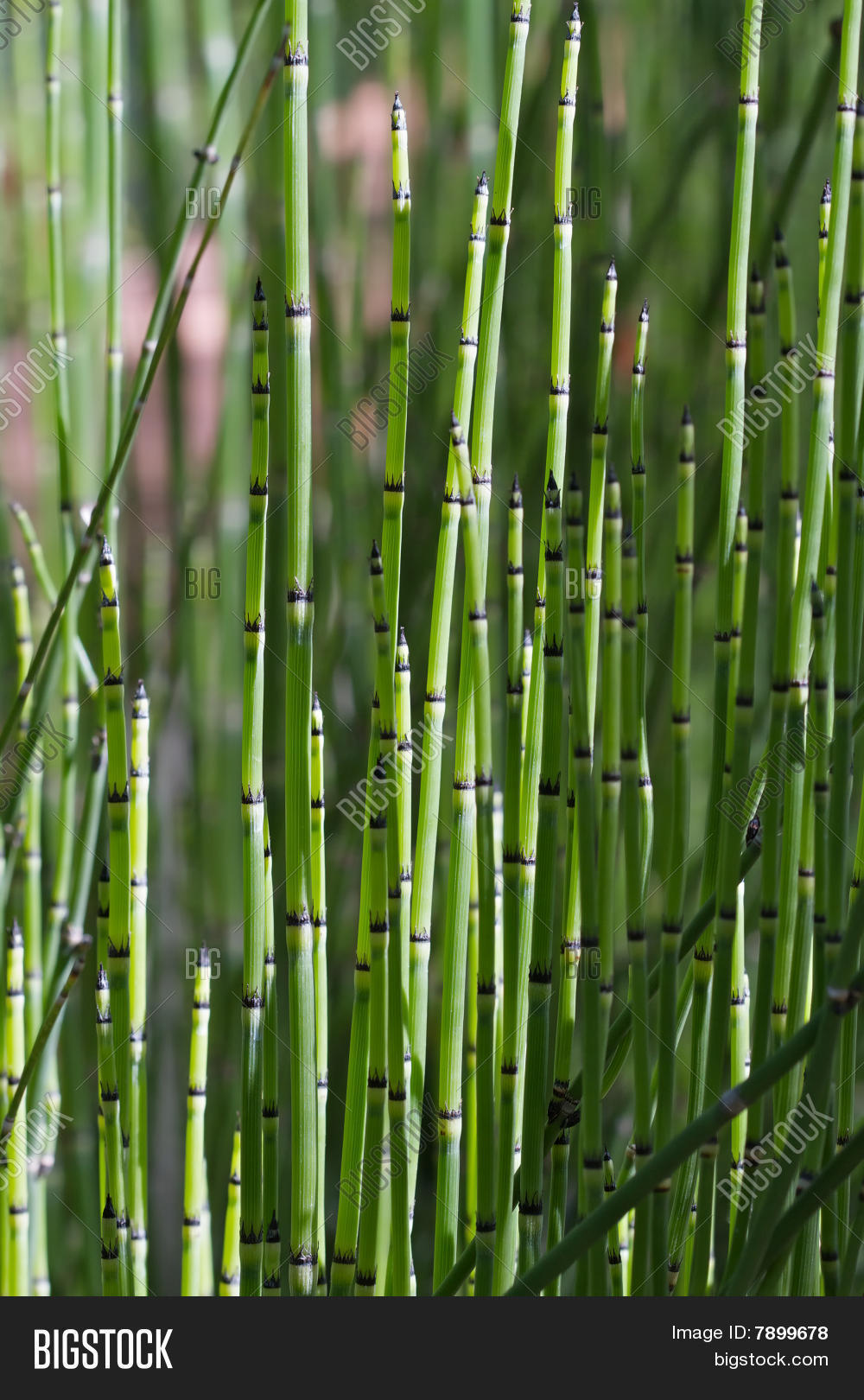 Green Bamboo Grass Image & Photo (Free Trial) | Bigstock