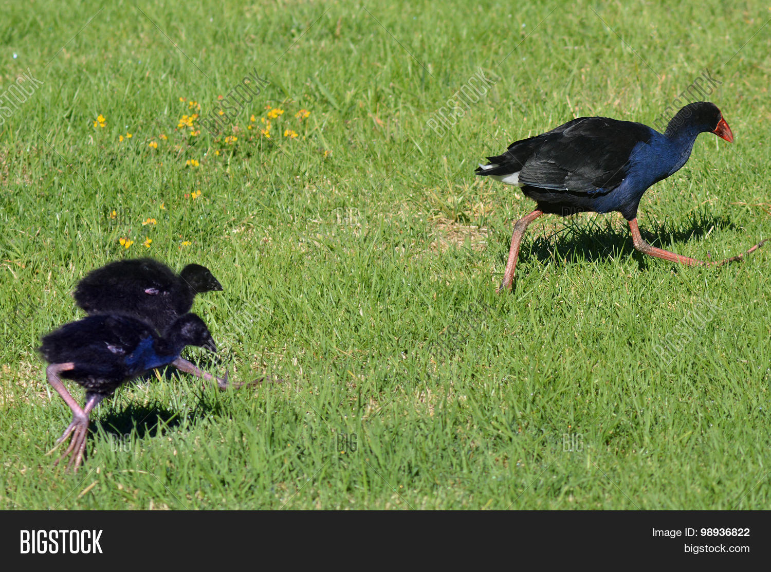 Pukeko - New Zealand Image & Photo (Free Trial) | Bigstock
