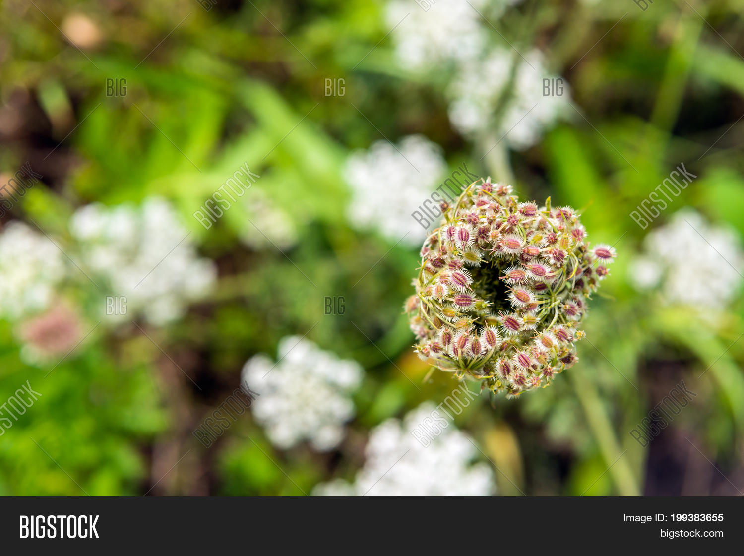 Closeup Colorful Seed Image & Photo (Free Trial) | Bigstock