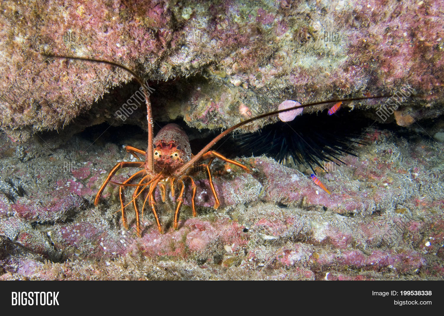 Spiny Lobster ( Image & Photo (Free Trial) | Bigstock