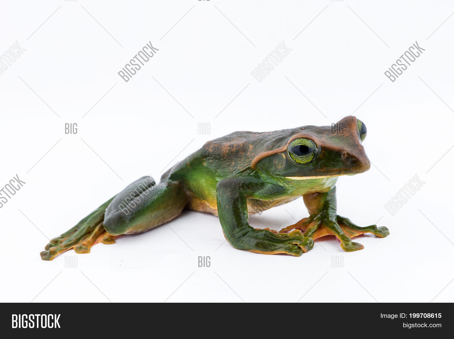 Close- Fea's Tree Frog Image & Photo (Free Trial) | Bigstock