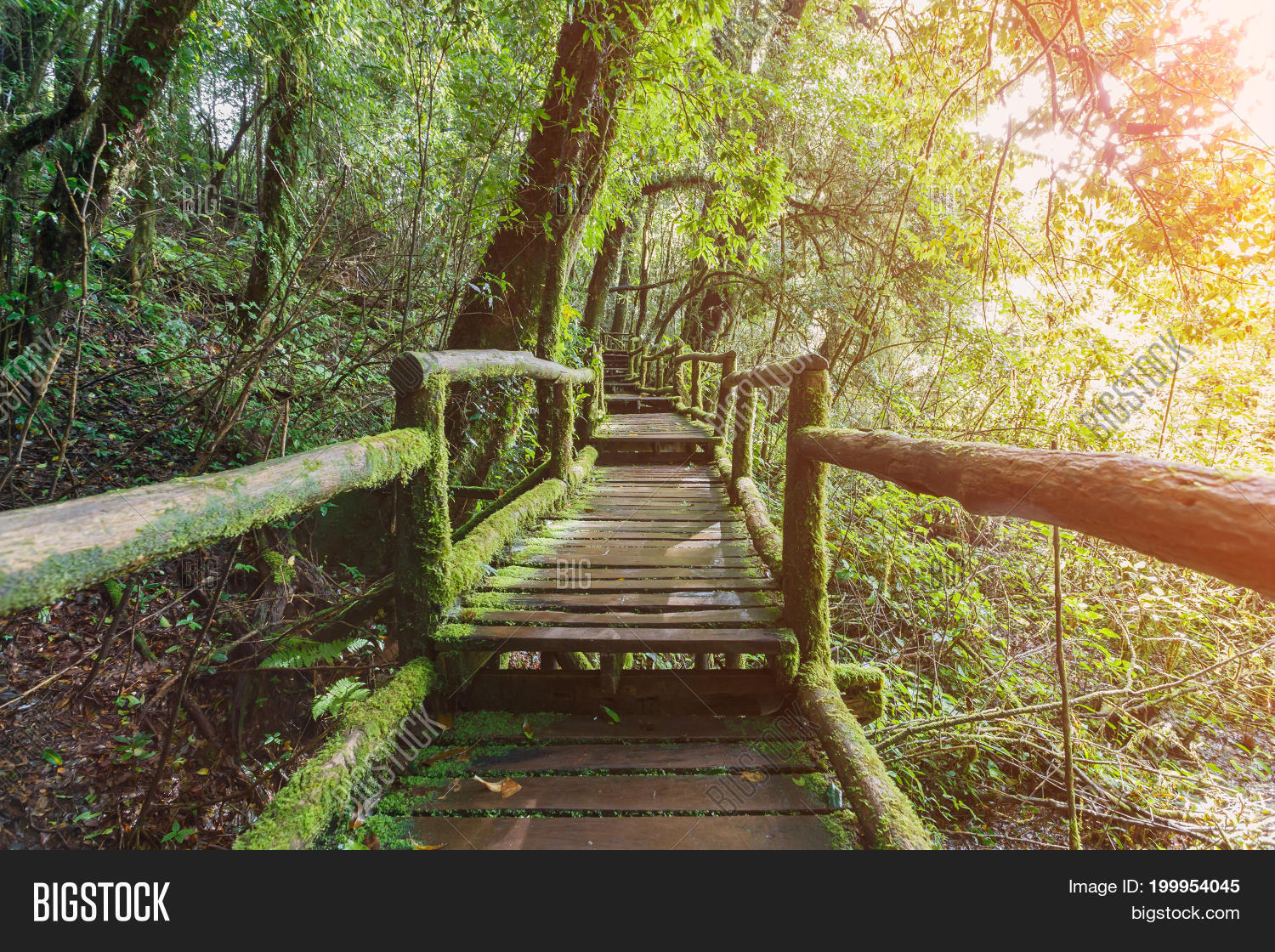 Beautiful Forest Pictures Rain