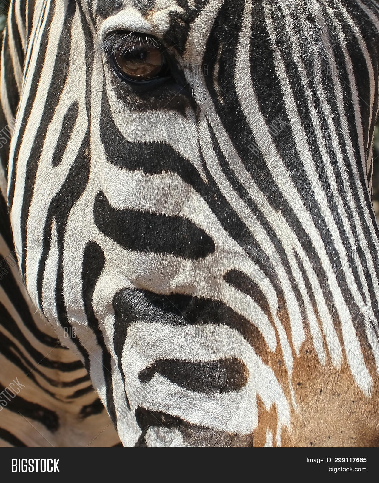Close Photo Zebra Head Image & Photo (Free Trial) | Bigstock