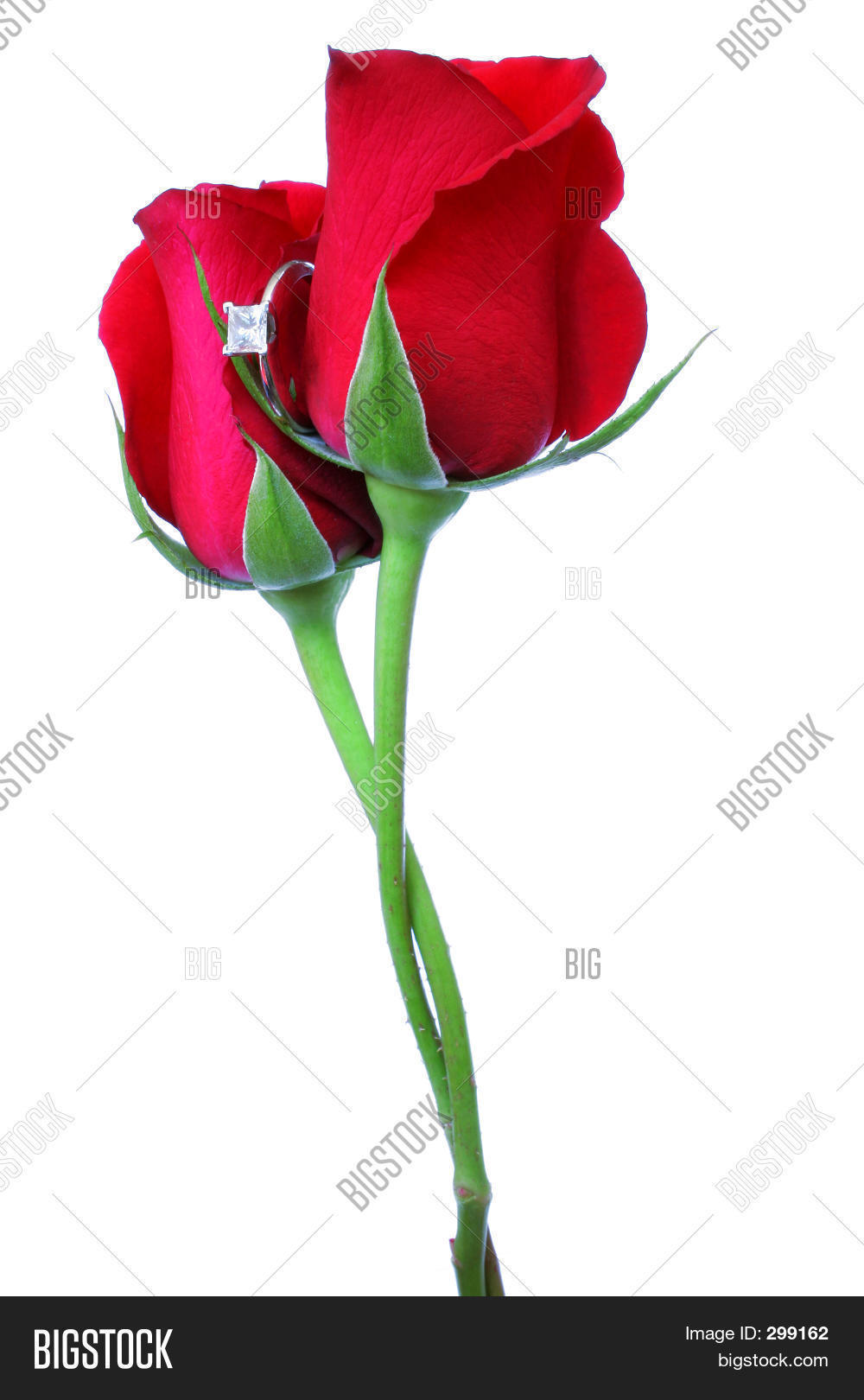 Roses Intertwined Image & Photo (Free Trial) | Bigstock