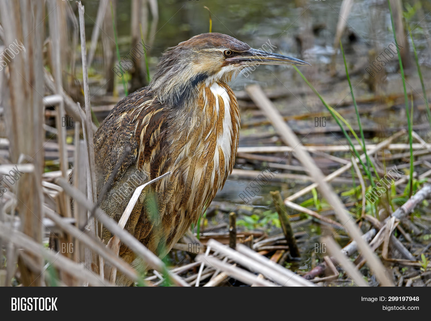 American Bittern Marsh Image & Photo (Free Trial) | Bigstock