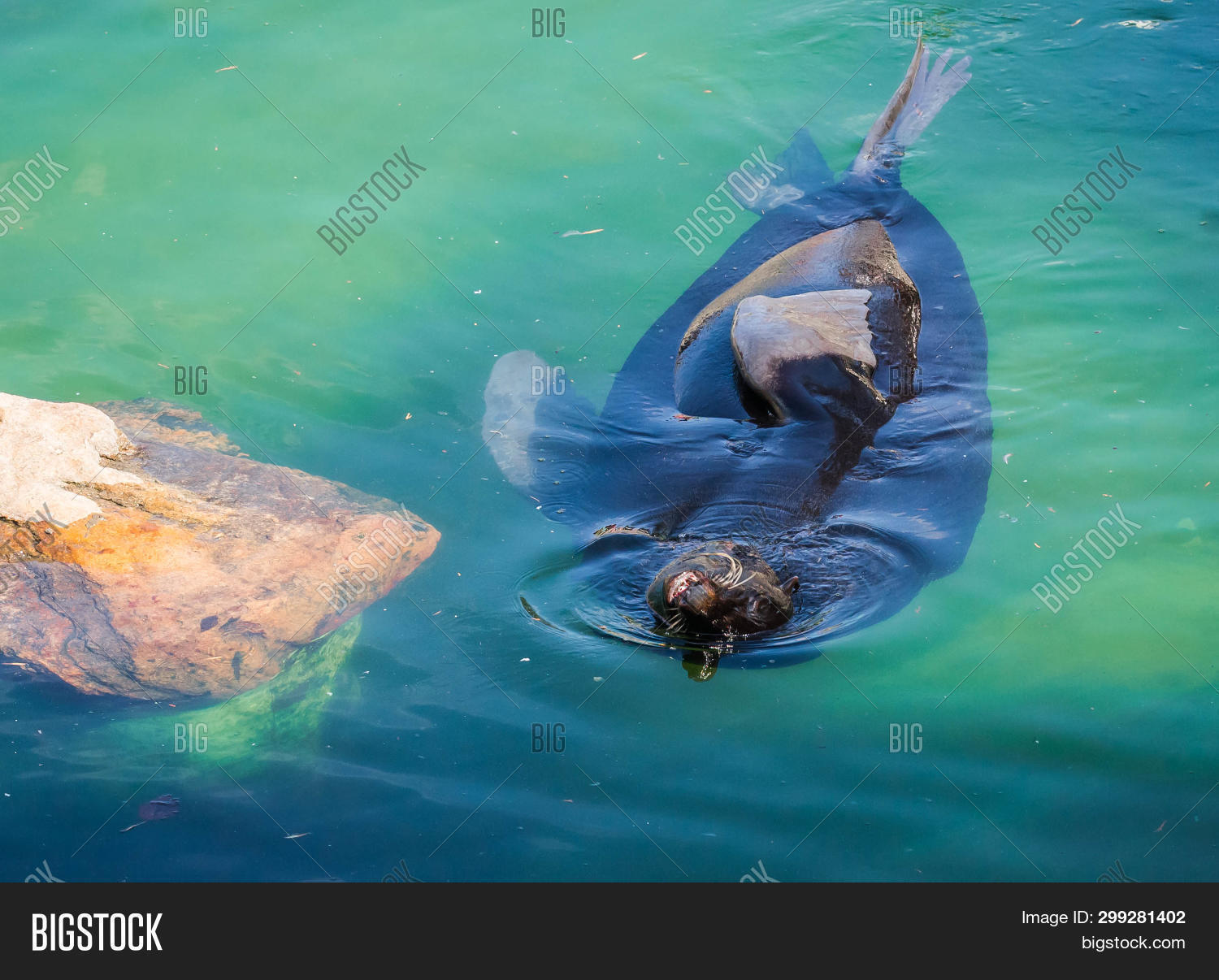 Sea Lion Floating Blue Image & Photo (Free Trial) | Bigstock