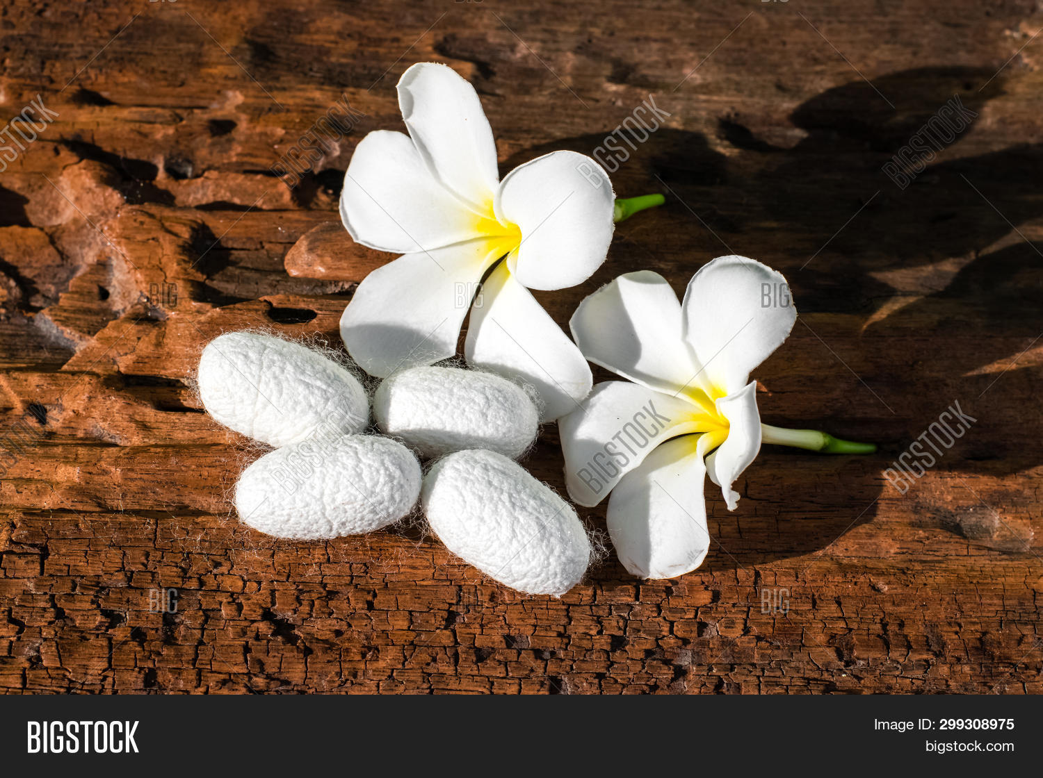 White Silk Cocoon Image & Photo (Free Trial) | Bigstock