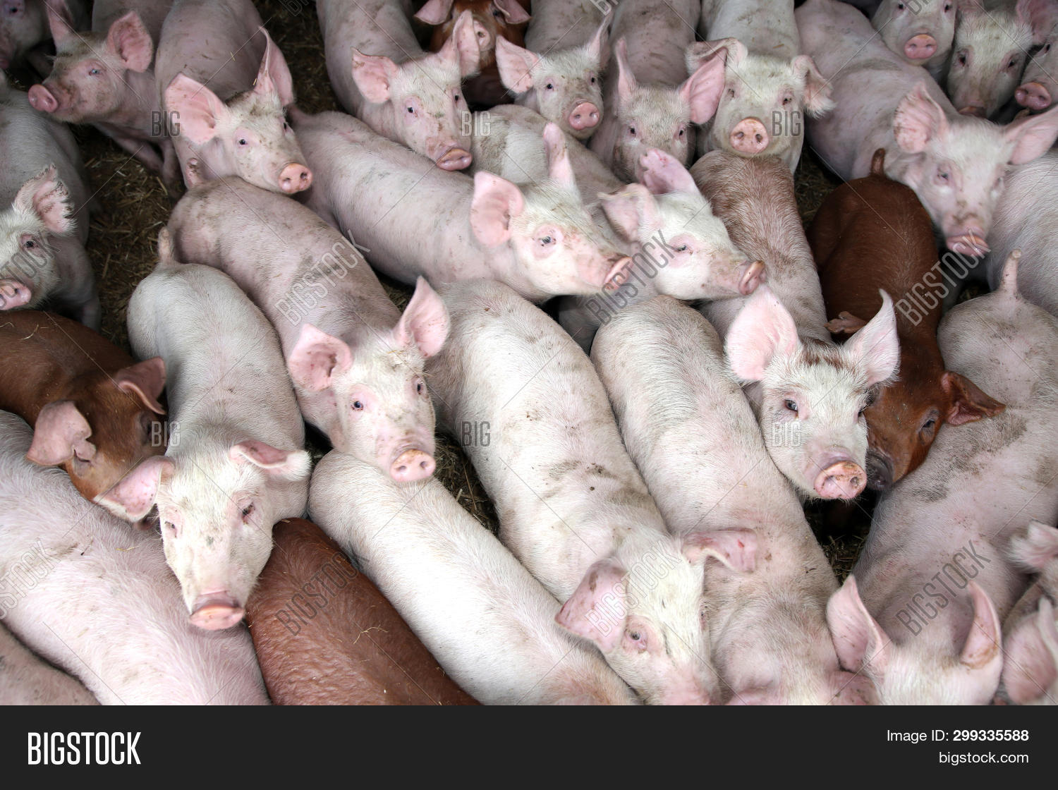Pigs Farming Raising Image & Photo (Free Trial) | Bigstock