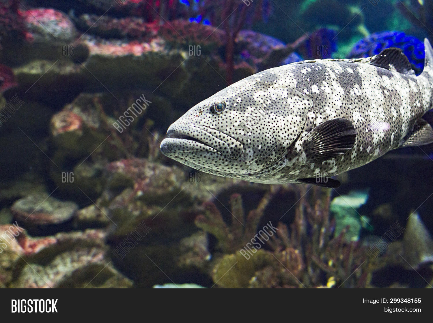 Giant Grouper Fish Image & Photo (Free Trial) | Bigstock