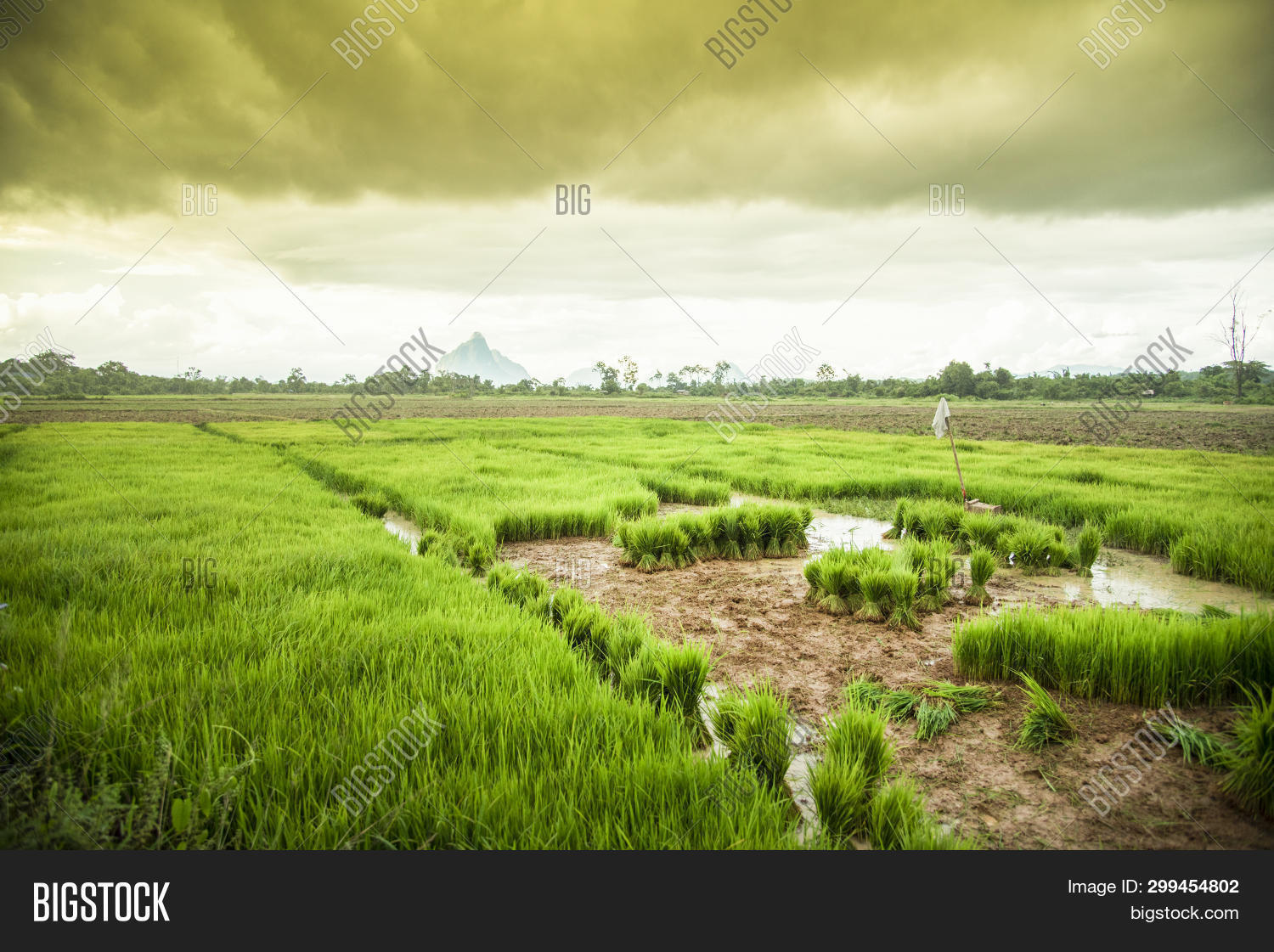 Rice Field Planting Image & Photo (Free Trial) | Bigstock
