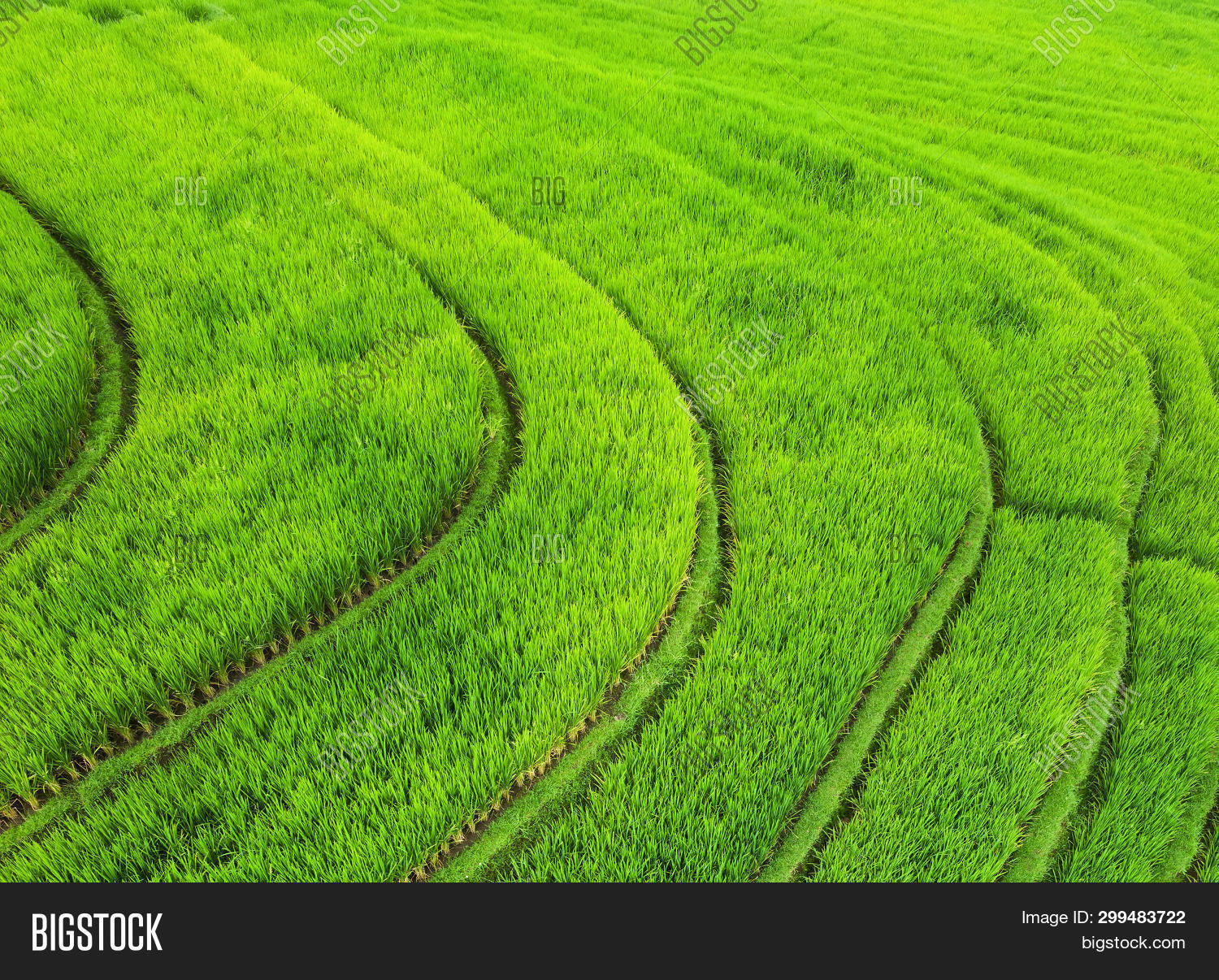 Aerial View Rice Image & Photo (Free Trial) | Bigstock