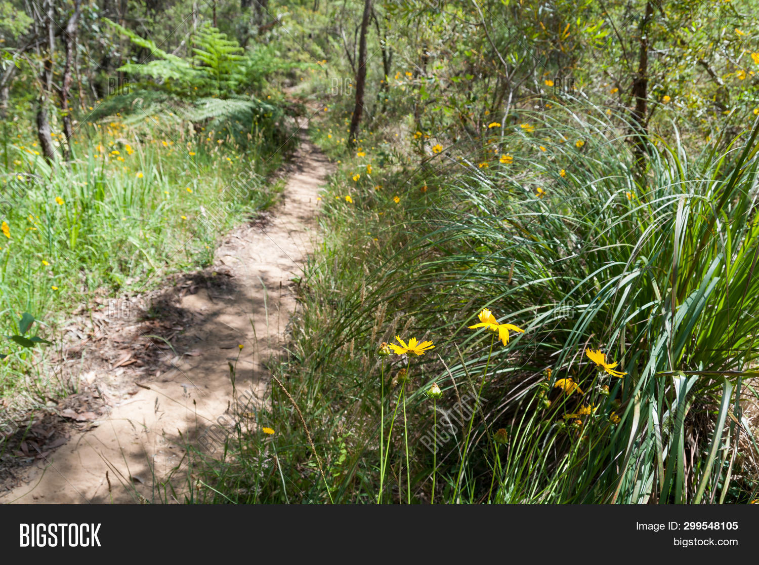 Hiking Footpath Bush. Image & Photo (Free Trial) | Bigstock