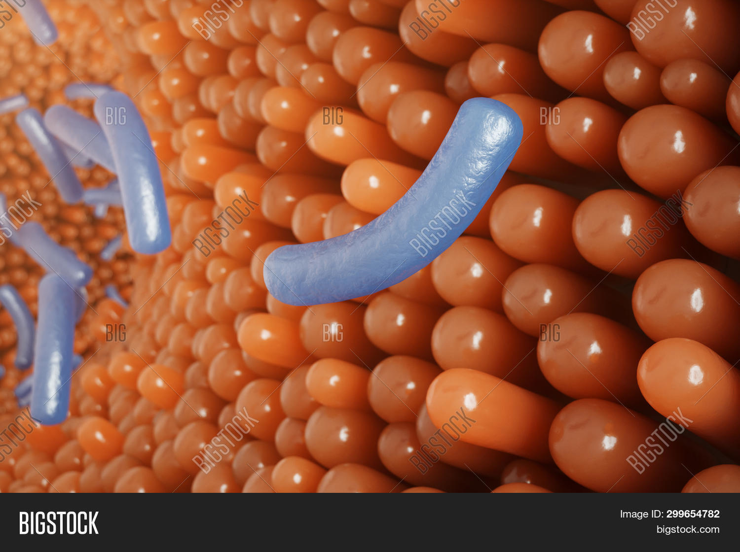 Intestinal Villi, Image & Photo (Free Trial) | Bigstock