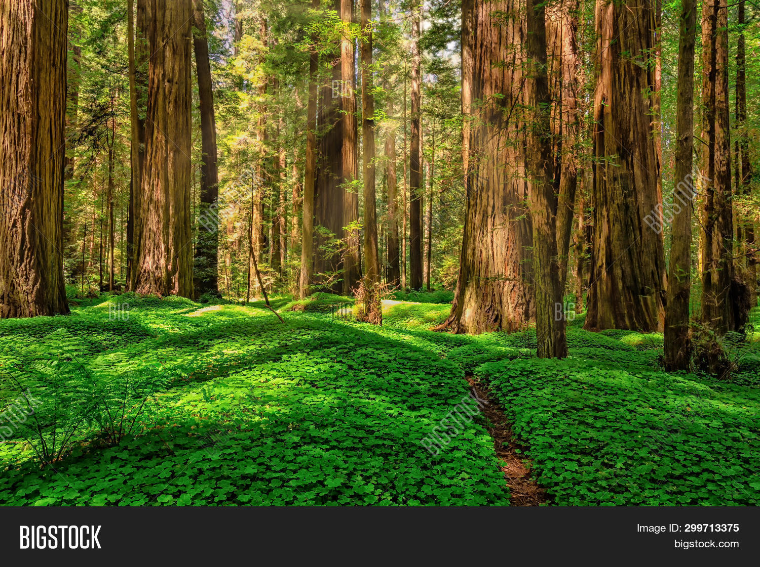 Redwood Forest Image & Photo (Free Trial) | Bigstock