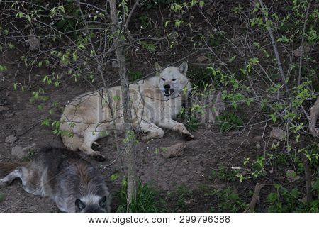 Wolves Highly Social Image & Photo (Free Trial) | Bigstock