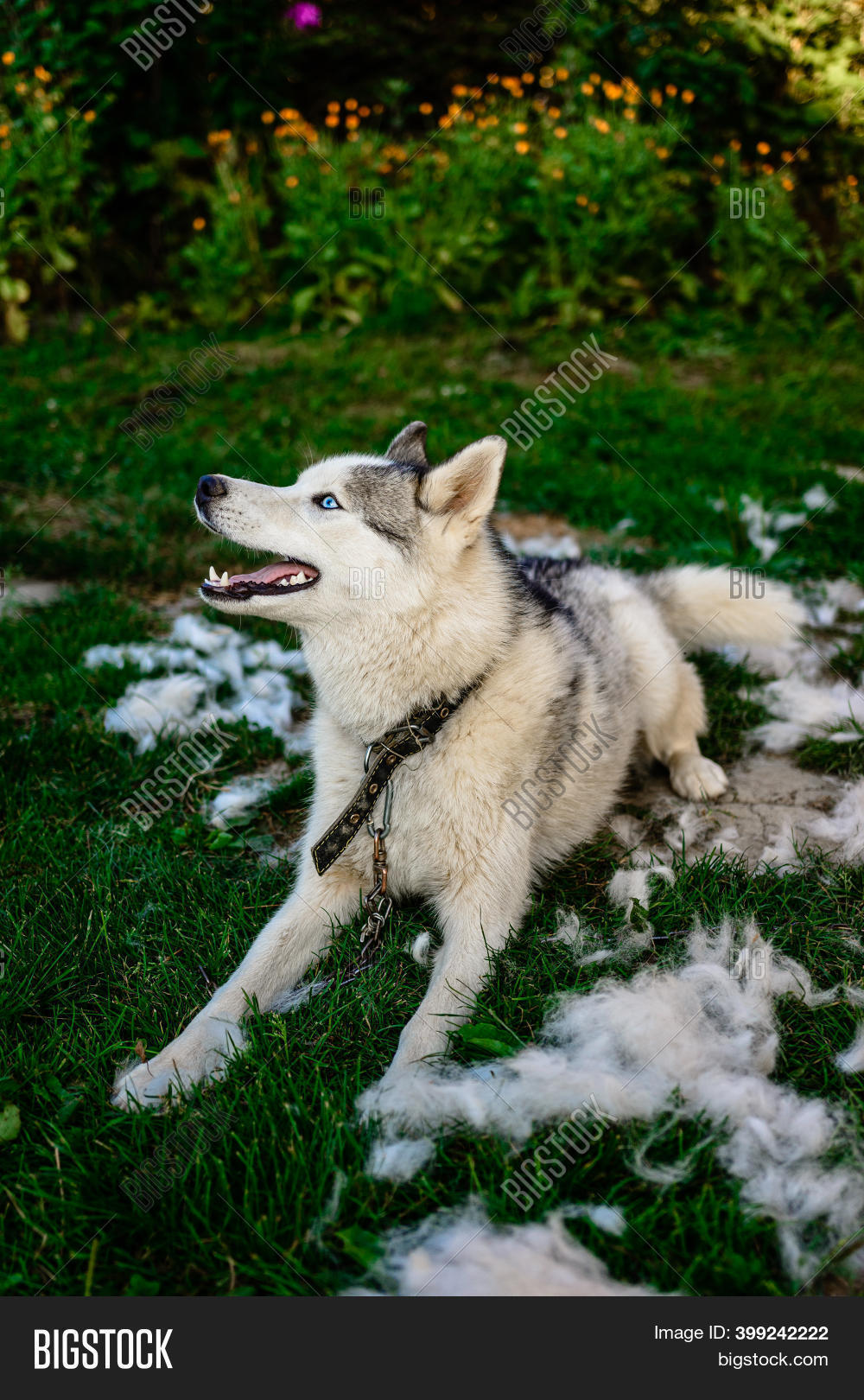 Husky His Fur, Annual Image & Photo (Free Trial) | Bigstock