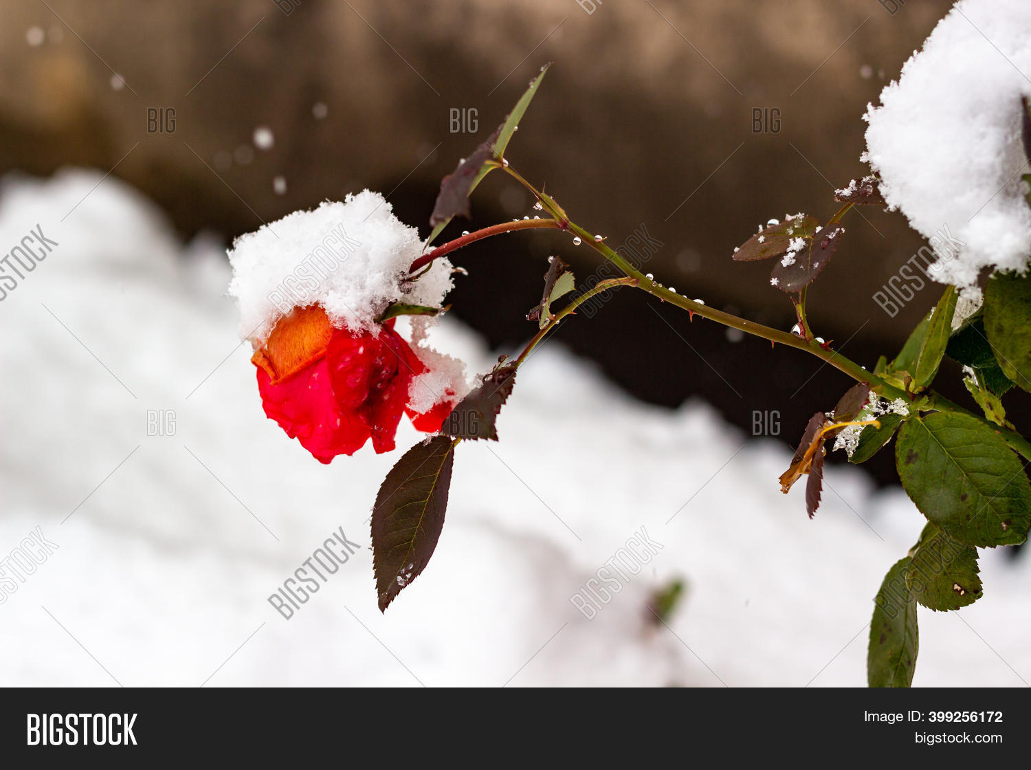 Blooming Red Rose Image & Photo (Free Trial) | Bigstock