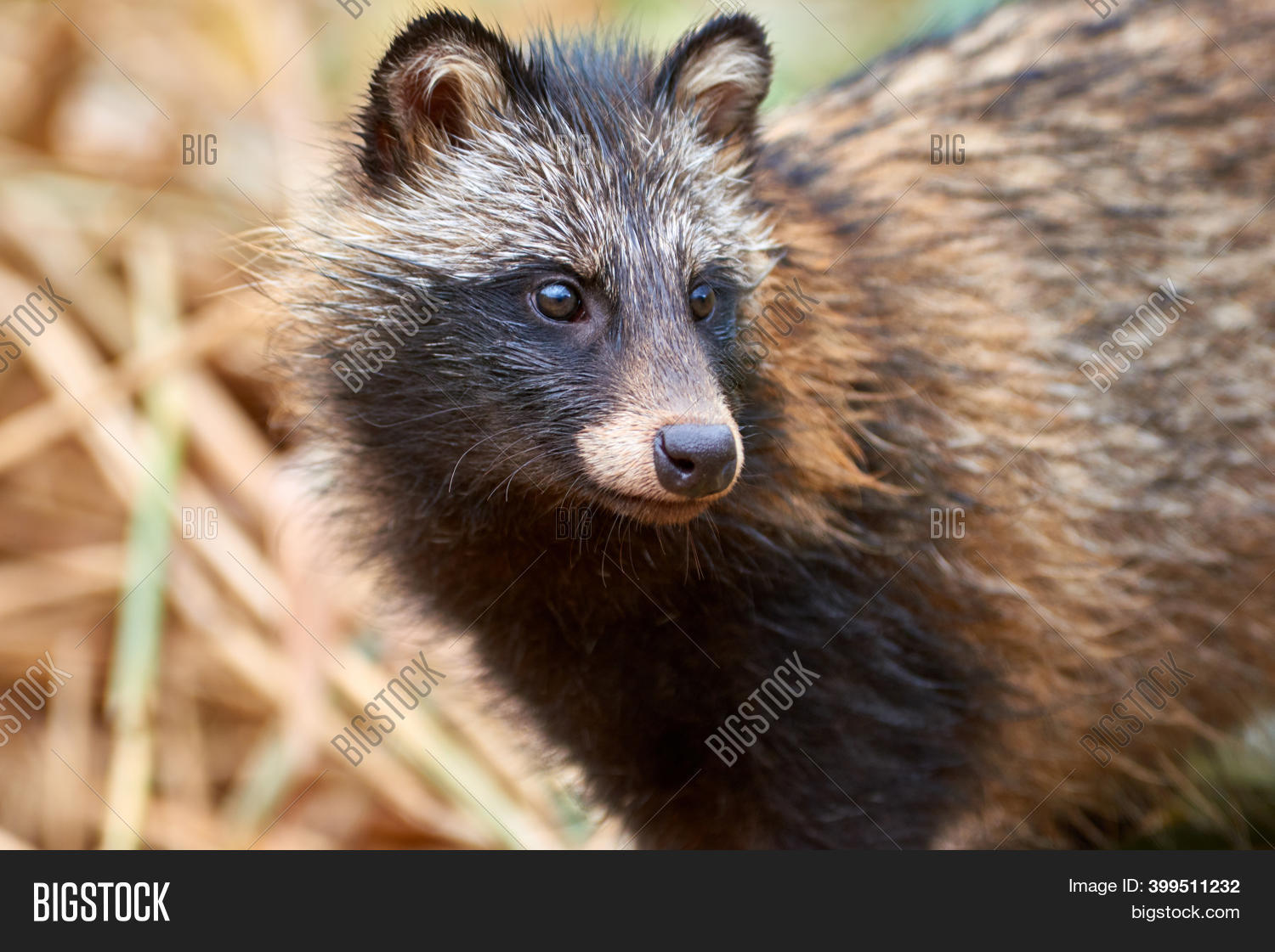 Raccoon Dog ( Image & Photo (Free Trial) | Bigstock