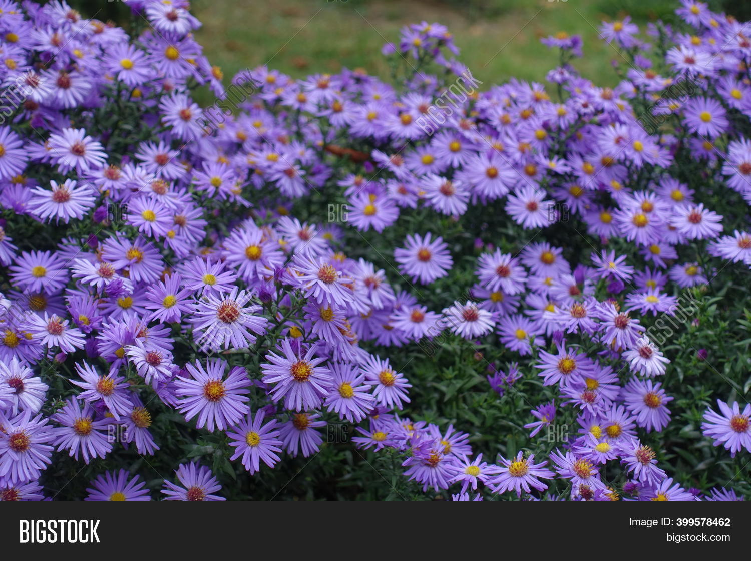 Border Violet Flowers Image & Photo (Free Trial) | Bigstock