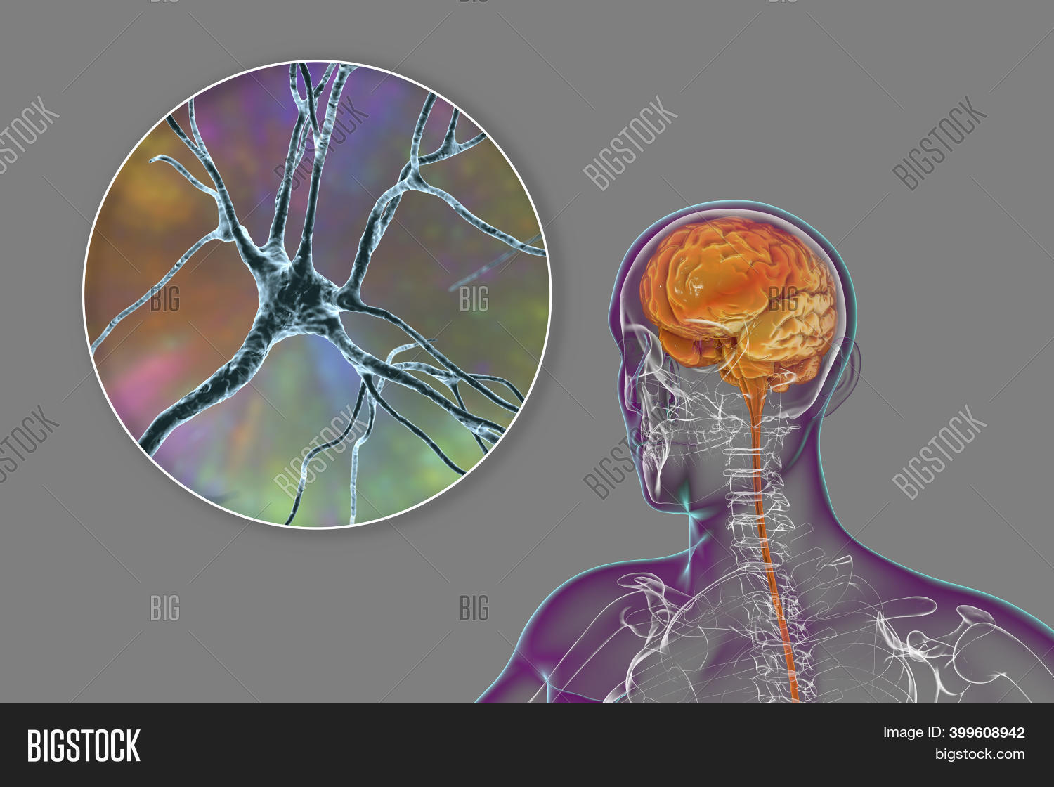 Human Brain Inside Image & Photo (Free Trial) | Bigstock
