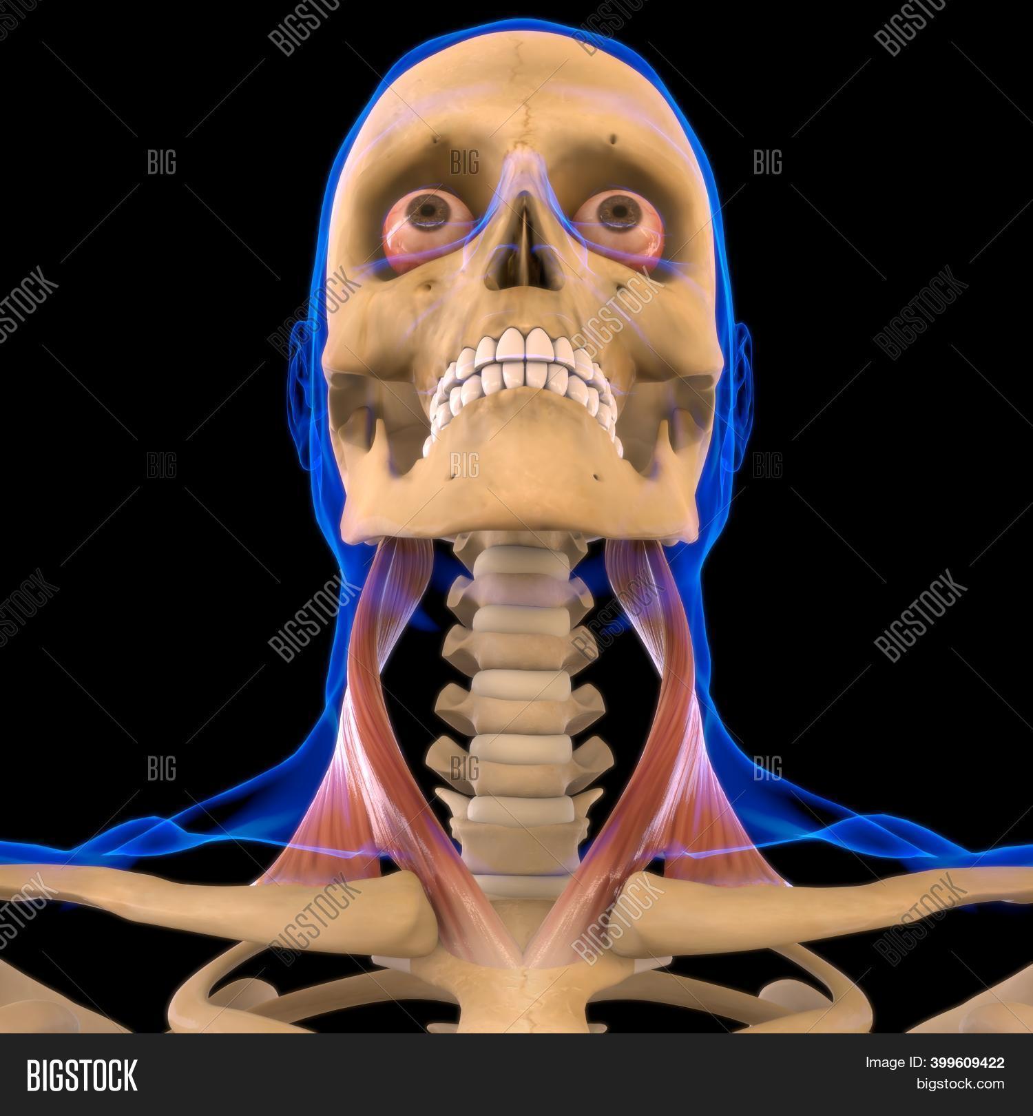 Sternocleidomastoid Image & Photo (Free Trial) | Bigstock