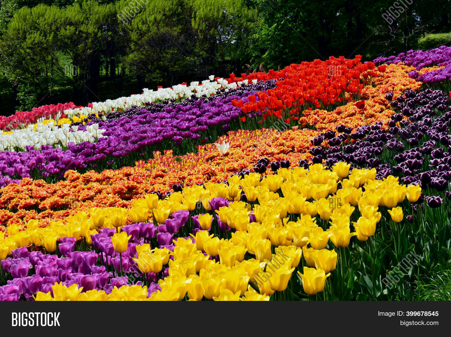 Different Types Tulips Image & Photo (Free Trial) | Bigstock