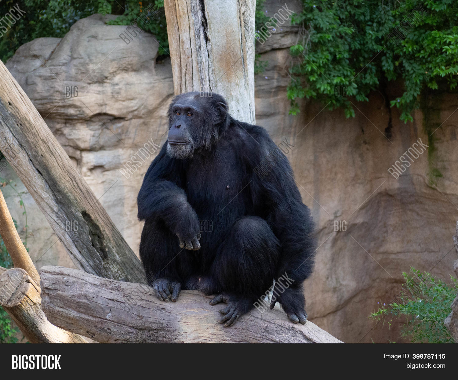 Big Adult Chimpanzee Image & Photo (Free Trial) | Bigstock