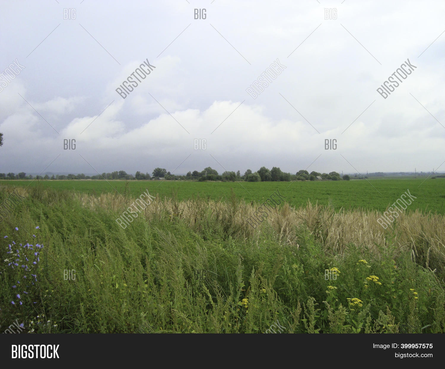 Clear Field Image & Photo (Free Trial) | Bigstock