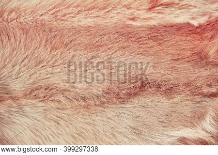 Wool Texture African Image & Photo (Free Trial) | Bigstock