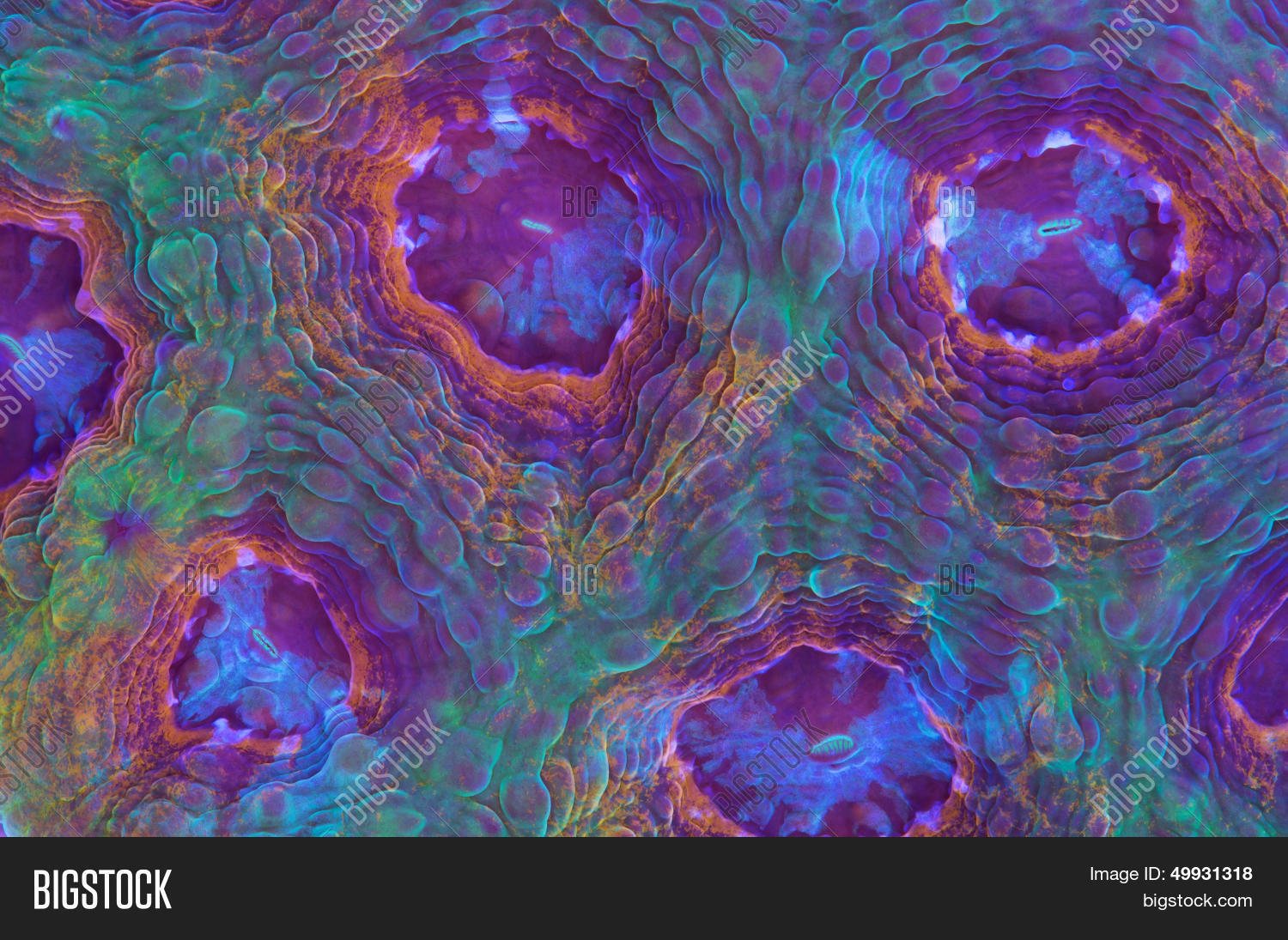 Rainbow Coral Image & Photo (Free Trial) | Bigstock