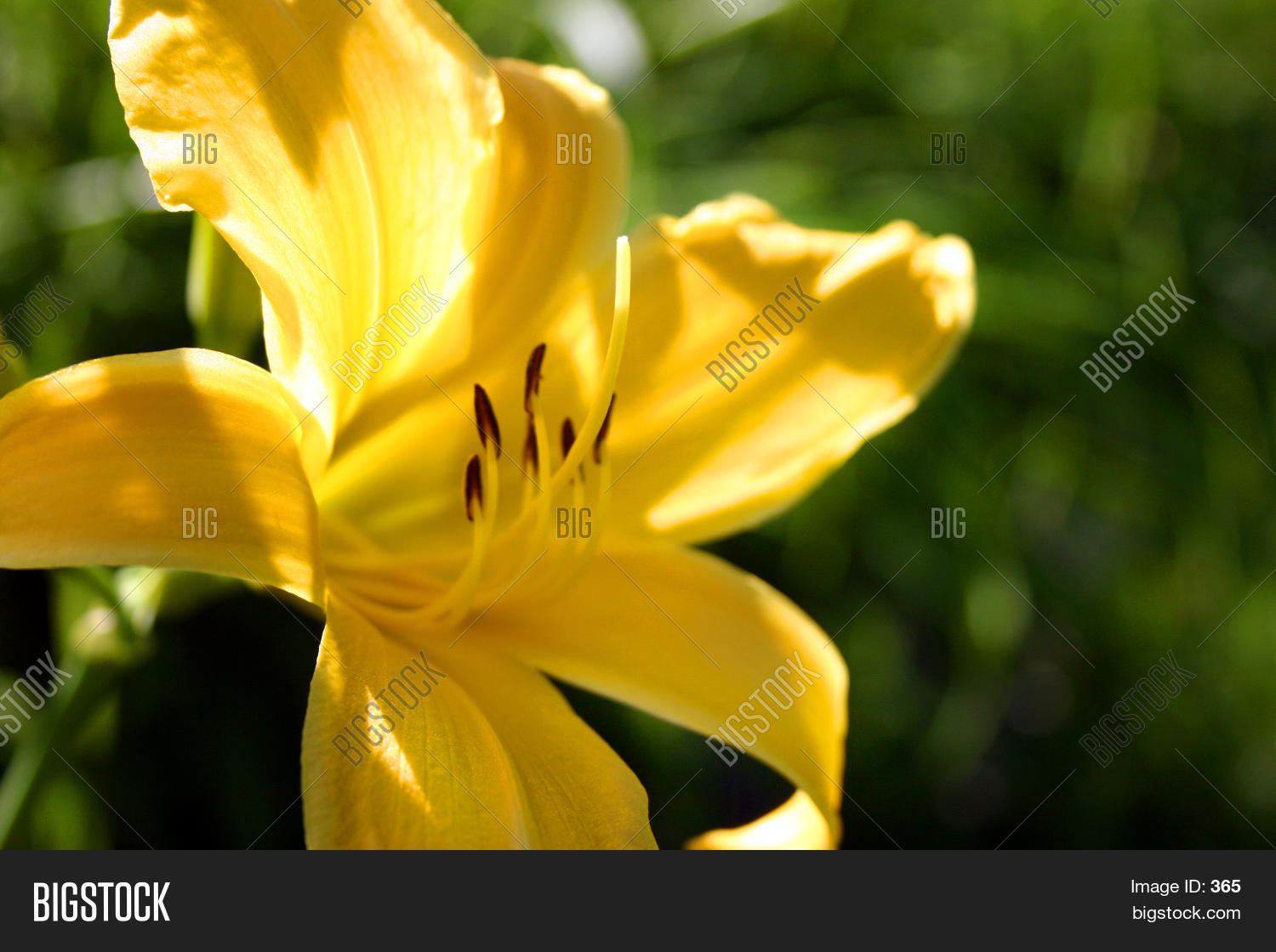 Mellow Yellow Image & Photo (Free Trial) | Bigstock