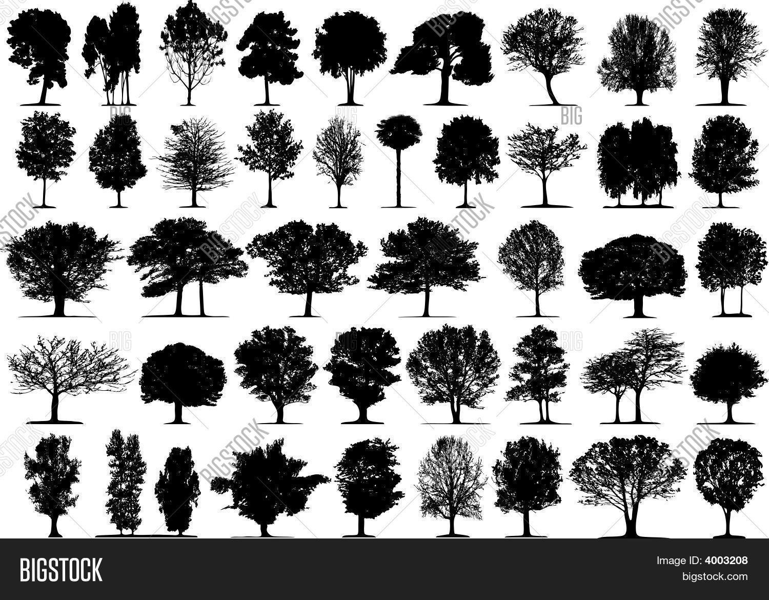 Black Tree Silhouettes Stock Vector & Stock Photos | Bigstock